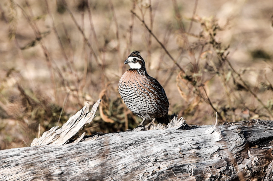 Return of the Bobwhite Quail - Republic Ranches
