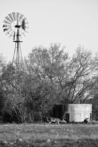 An Ode to the Windmill - Republic Ranches