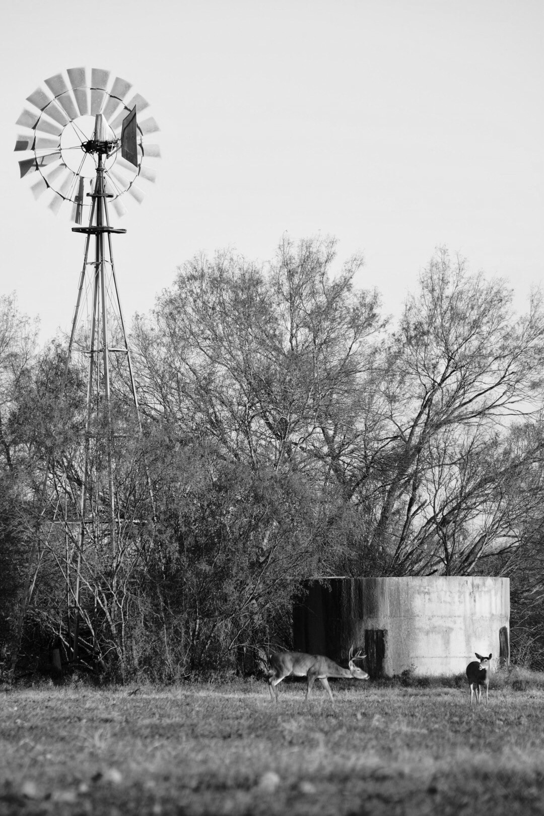 An Ode to the Windmill - Republic Ranches