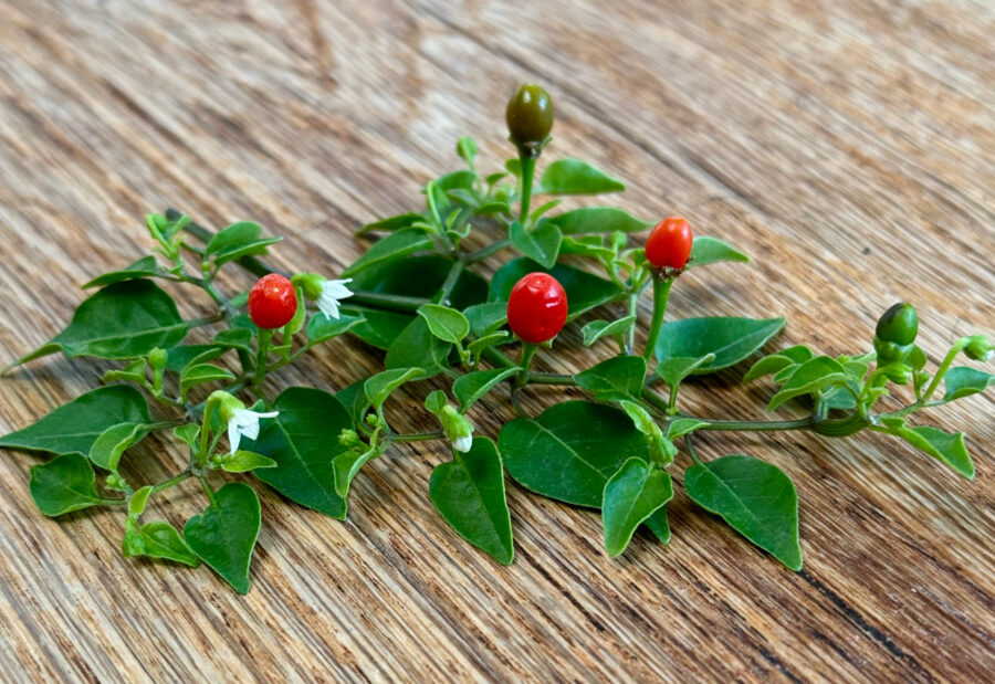 Is it Chiltepin, Chilipitin or Chili “piquin”? - Republic Ranches