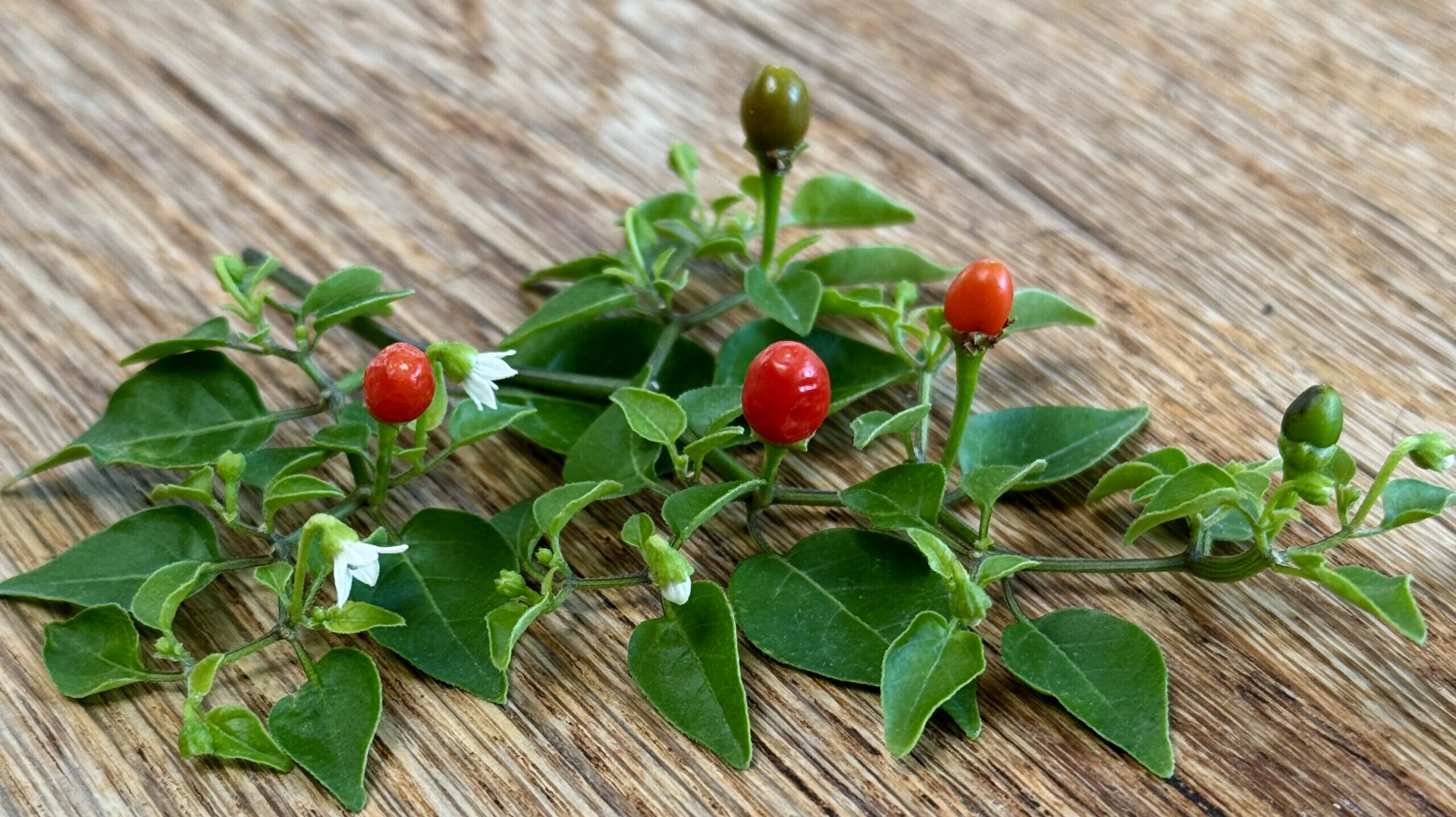Is it Chiltepin, Chilipitin or Chili “piquin”? - Republic Ranches